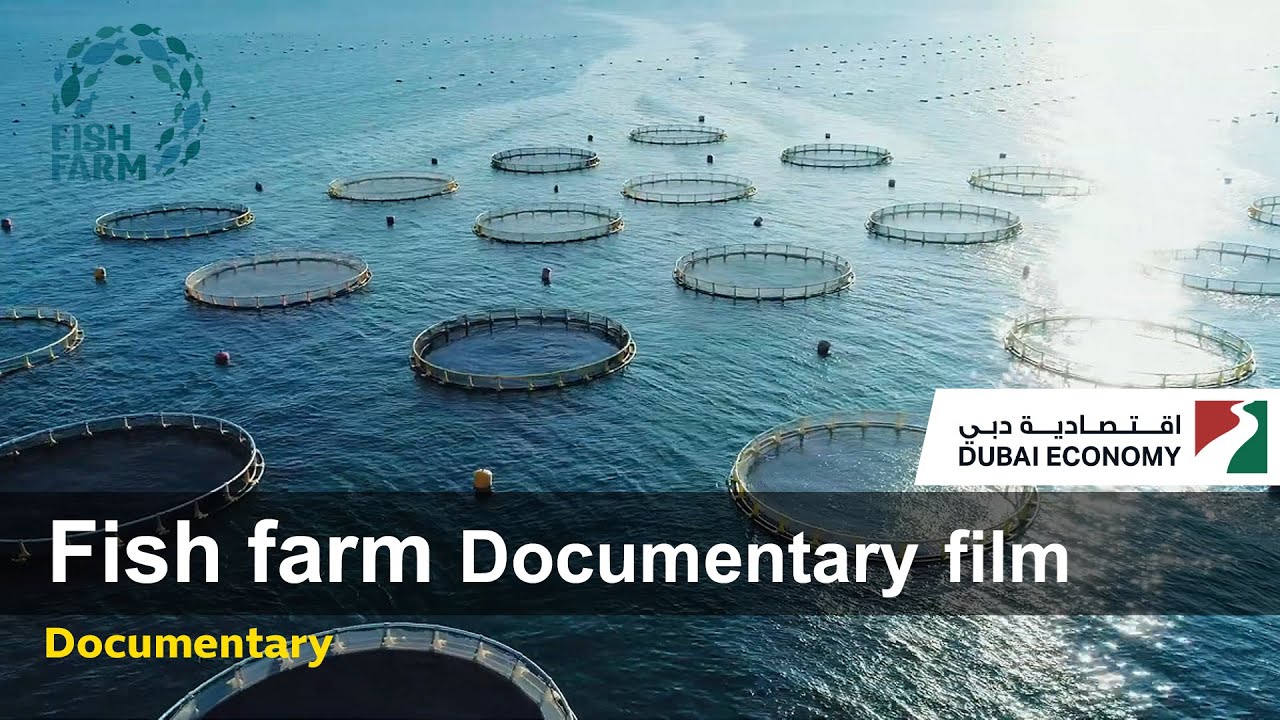 Fish farm Documentary film in Dubai - YouTube