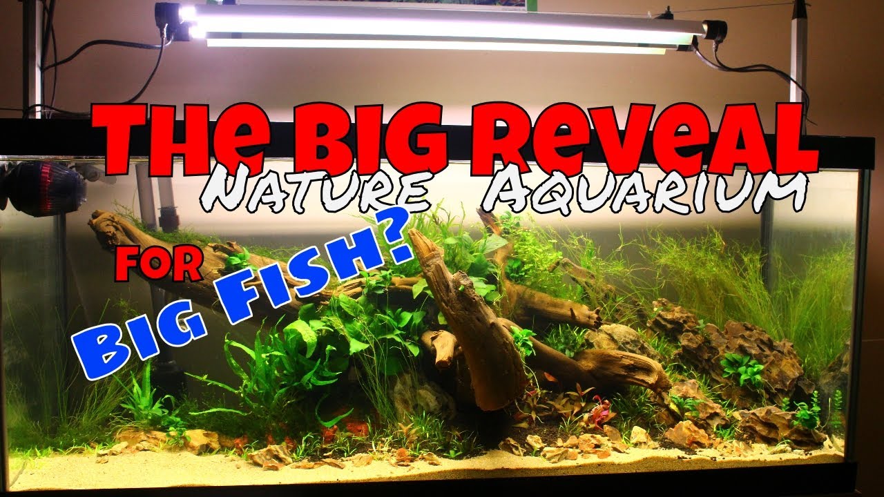 The Making of a Nature Aquarium for a Monster Fish 🌿The Big Reveal Mega ...