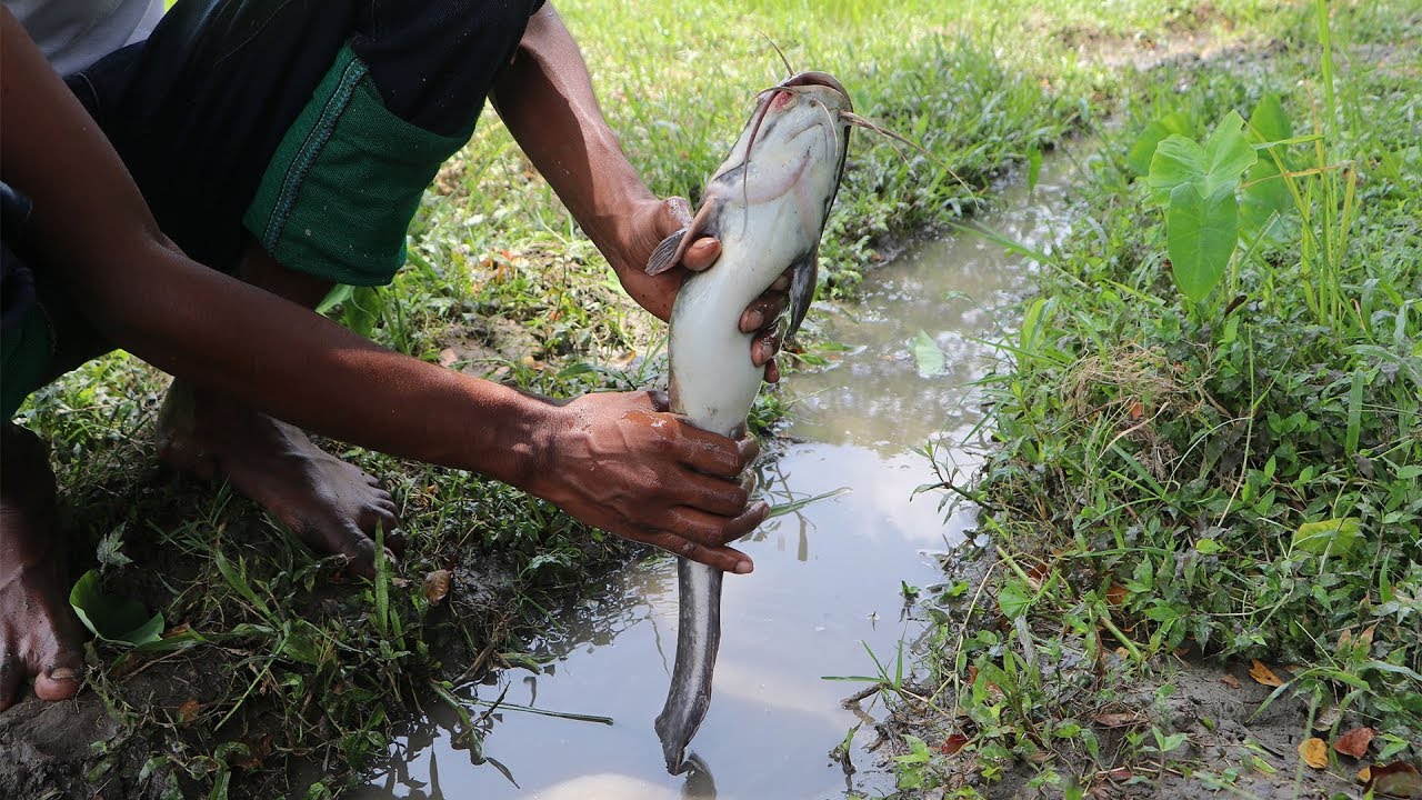 Hand Fish Catching ! Amazing Boy Catching Big Catfish by Hand With Dry ...