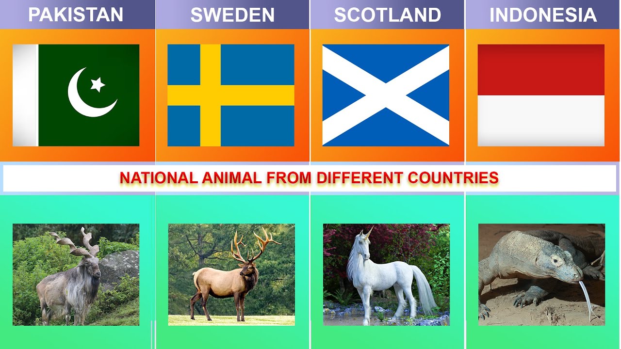 National Animals From Different Countries | Data Counter - YouTube