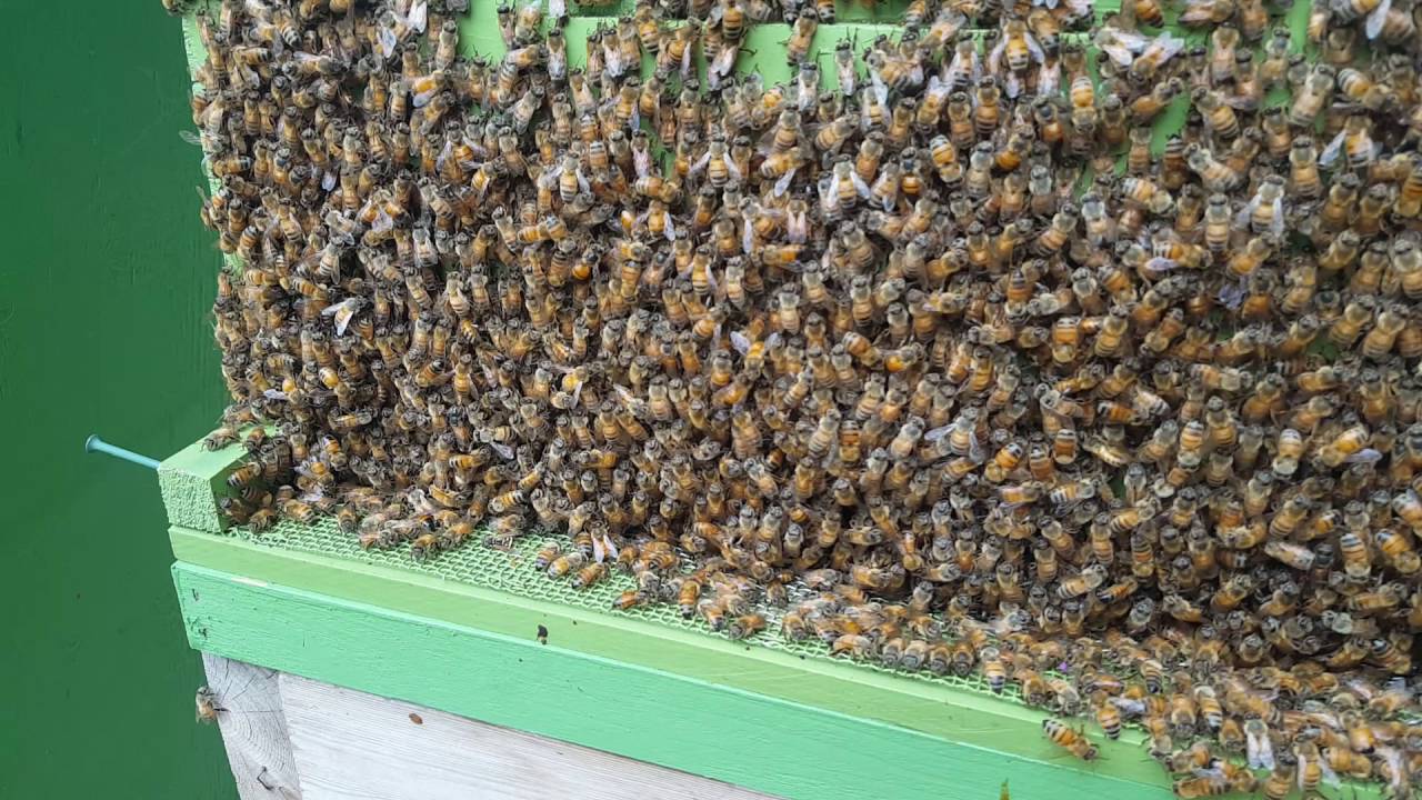 Warm night, honey bees bearding, keeping the hive cool - YouTube