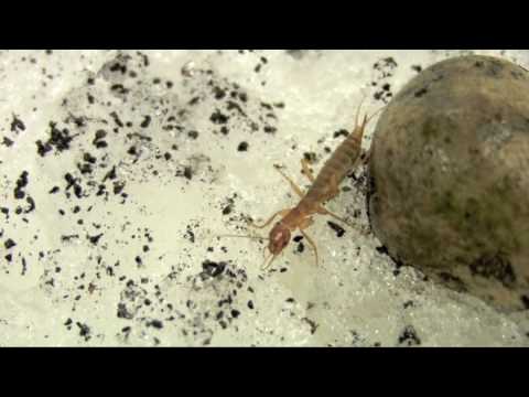 Grylloblattids: A Critically Endangered Insect Order - YouTube