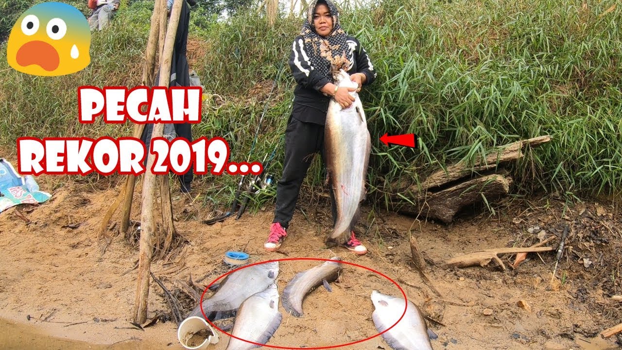 Festival Ikan Monster 2019 #159 - YouTube