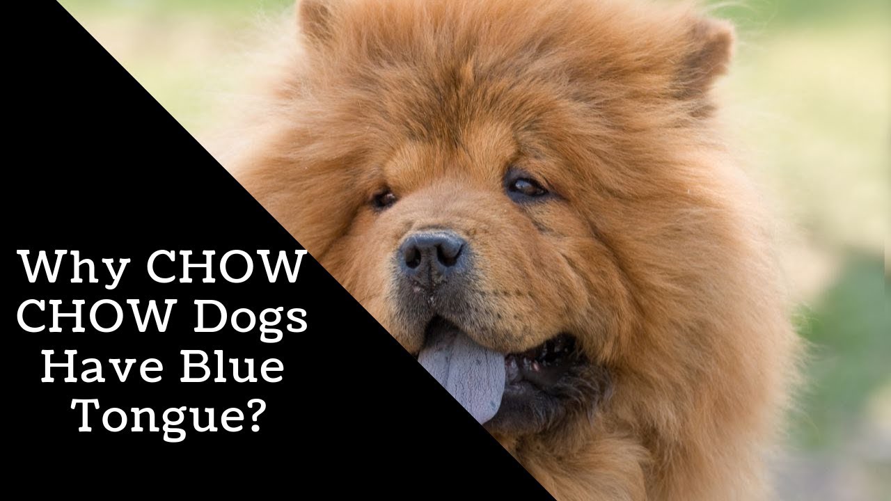Why CHOW CHOW Dogs Have Blue Tongue? - YouTube