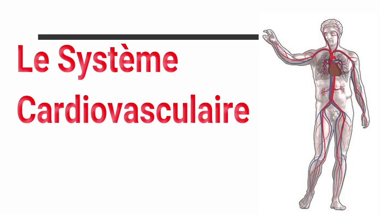 Le système cardiovasculaire - YouTube