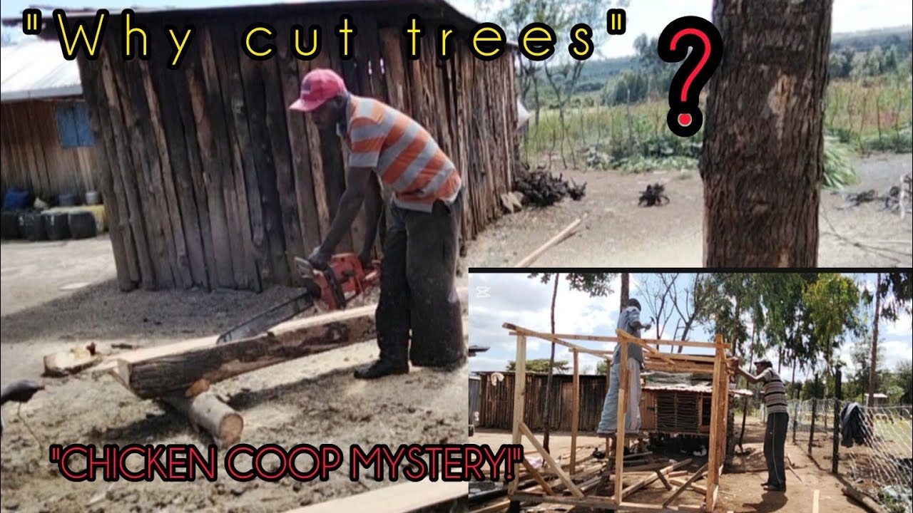 "Building a Bigger Chicken Coop & Removing Trees for Safety" - YouTube