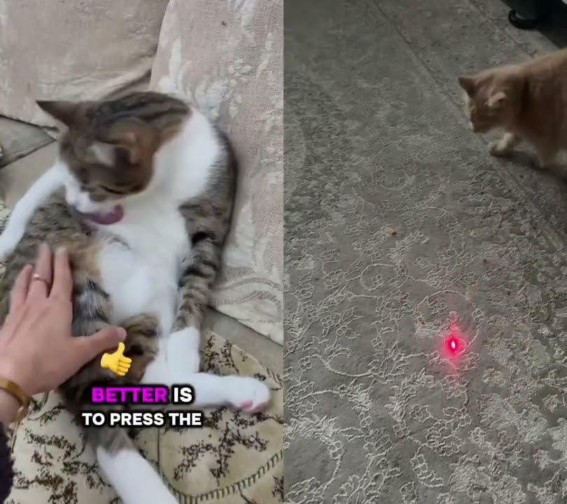 Filling cuty ⁉️ #cat وااااو #pets #kitten #viral #cuteanimal #cutecat # ...