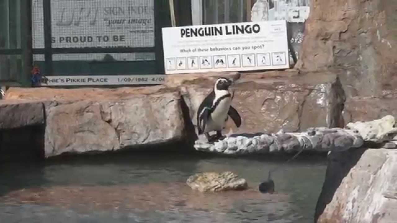 SAMREC - Pinguins em Port Elizabeth - YouTube