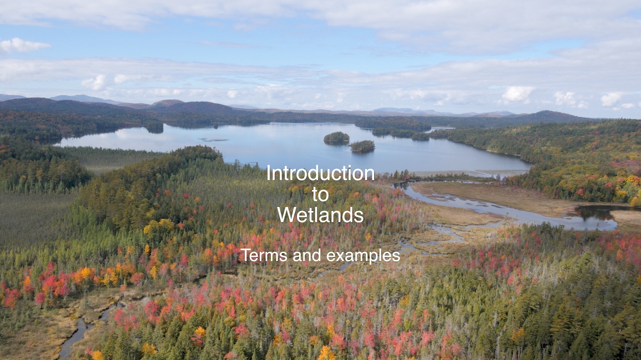 Intro to Wetlands 4k 21017 - YouTube