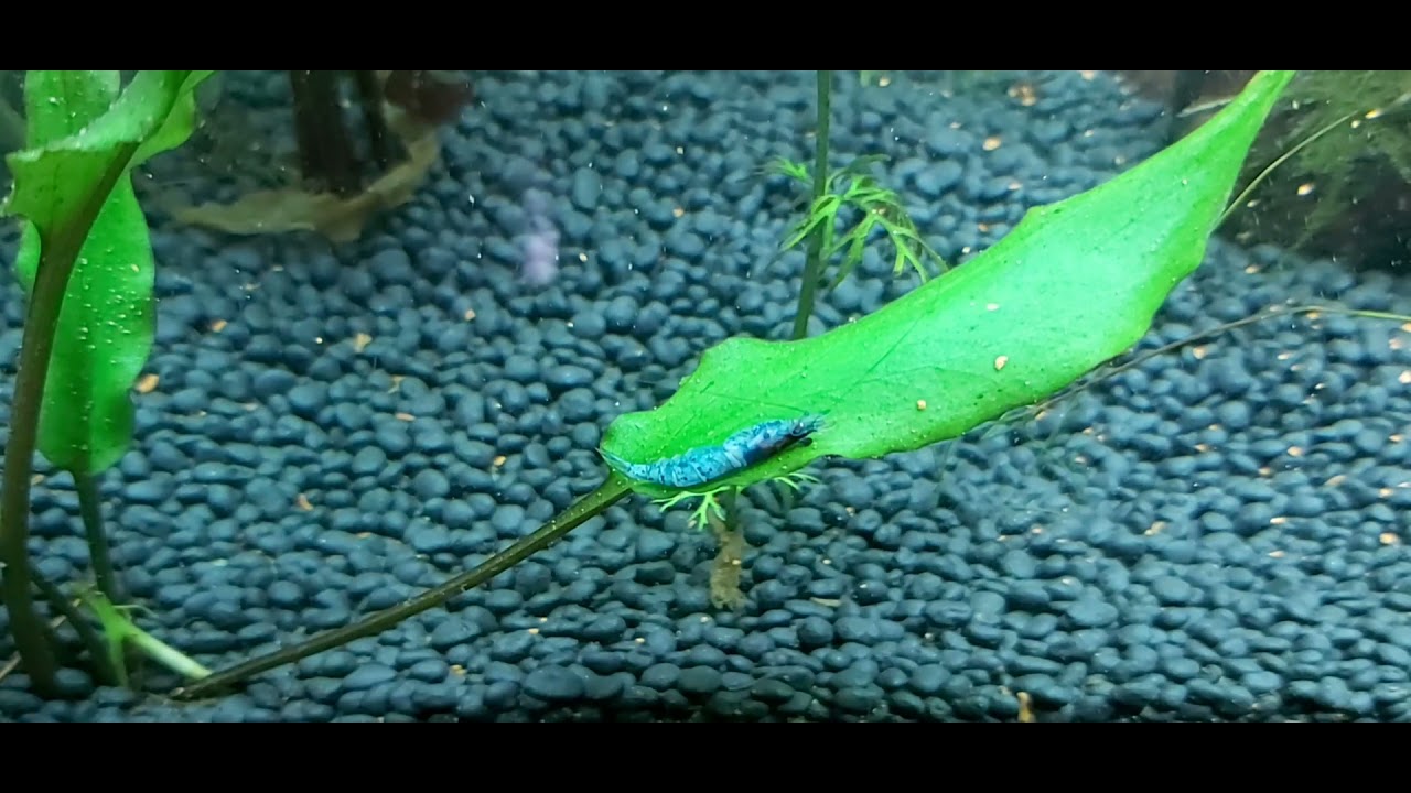 sleeping shrimp 🥲 - YouTube