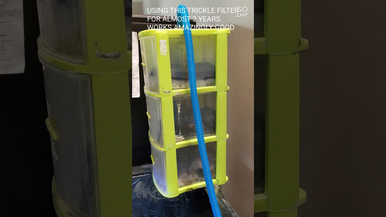DIY TRICKLE FILTER - YouTube