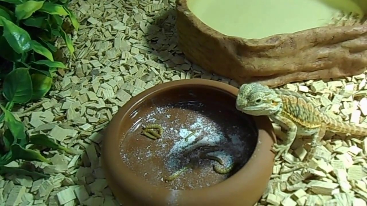 nourrissage de mon pogona - YouTube