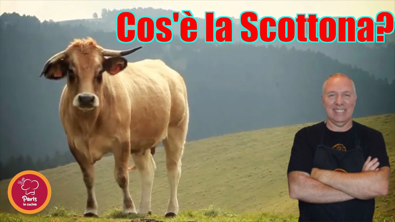 Cos'è la Scottona? Utili consigli per non farsi fregare - YouTube