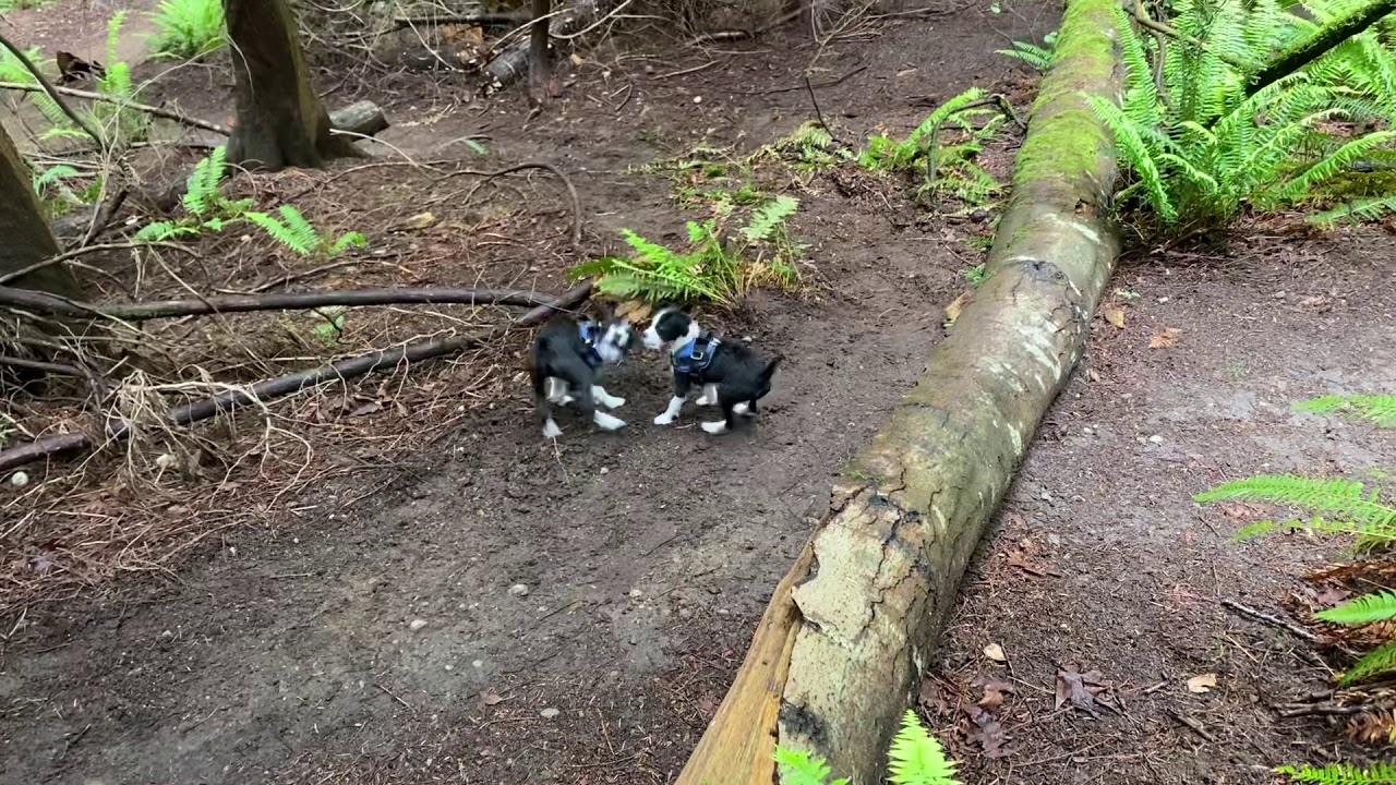 Dogs looping and yipping - YouTube