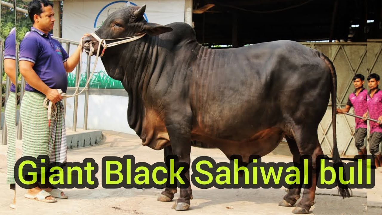 Biggest Black Sahiwal Bull Live Display At Abdul Malek Agro New ...
