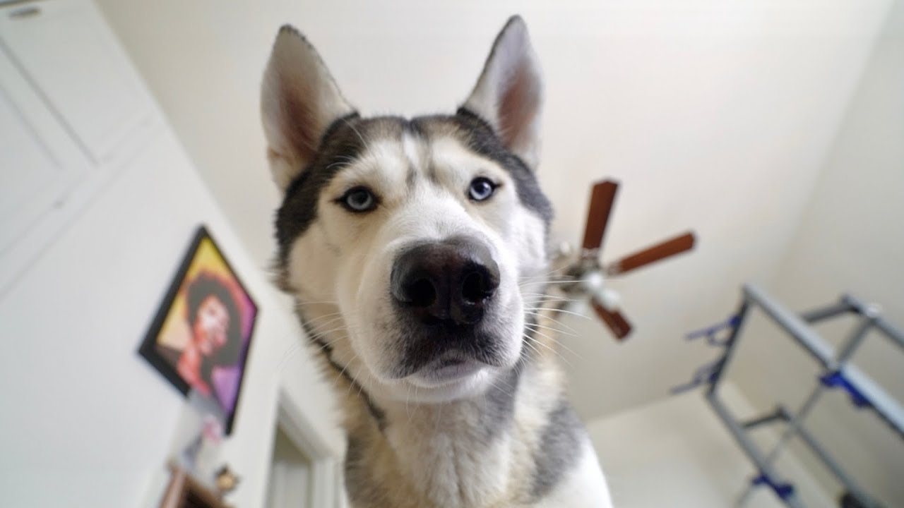 My Husky's Morning Routine! - YouTube