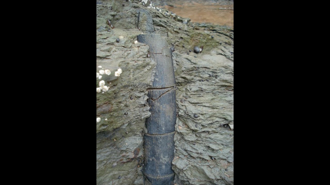 The Biblical Flood 4: Do Rocks and Fossils Confirm Noah's Flood? - YouTube