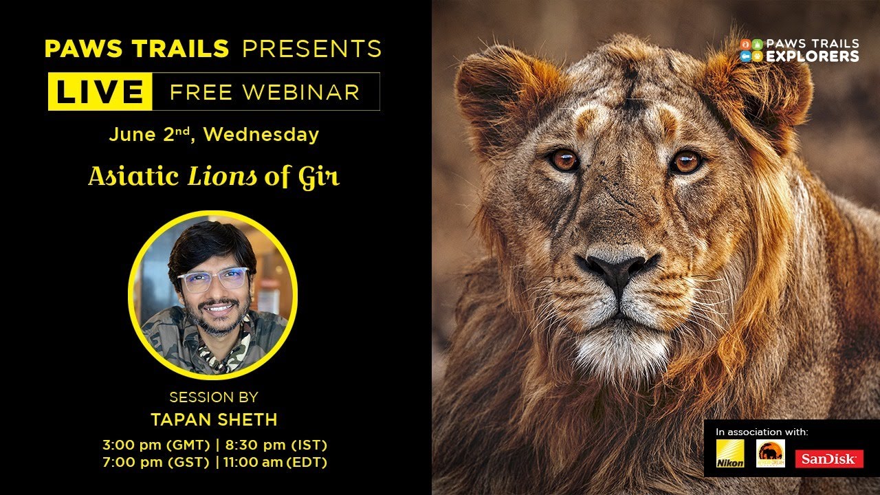 The Asiatic Lions of Gir Forest by Tapan Sheth - YouTube