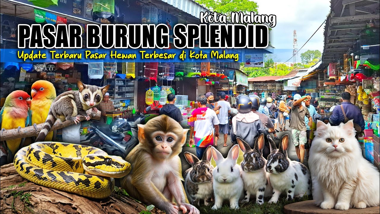 UPDATE TERBARU PASAR SPLENDID MALANG 2025 || HEWAN MAKIN BANYAK DAN ...