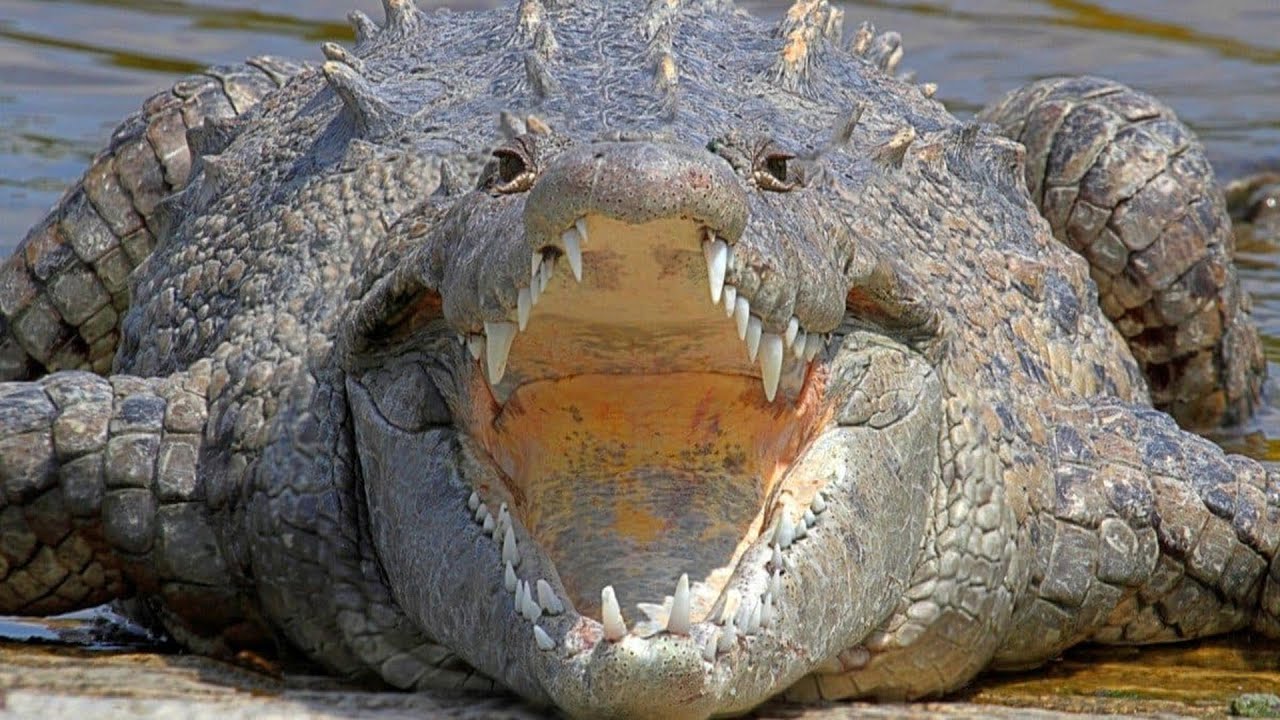 The DEADLIEST Animals on Earth - YouTube