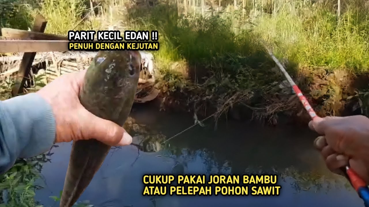 MANCING IKAN CENCEN DAN NAJUR DI PARIT KECIL DAPAT IKAN GABUS SUPER ...