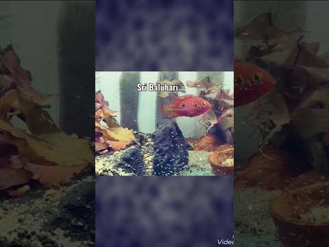 #machali #hindirhymes #machlijalkiranihai #shorts  #nature #musicgenre  Small Fishes