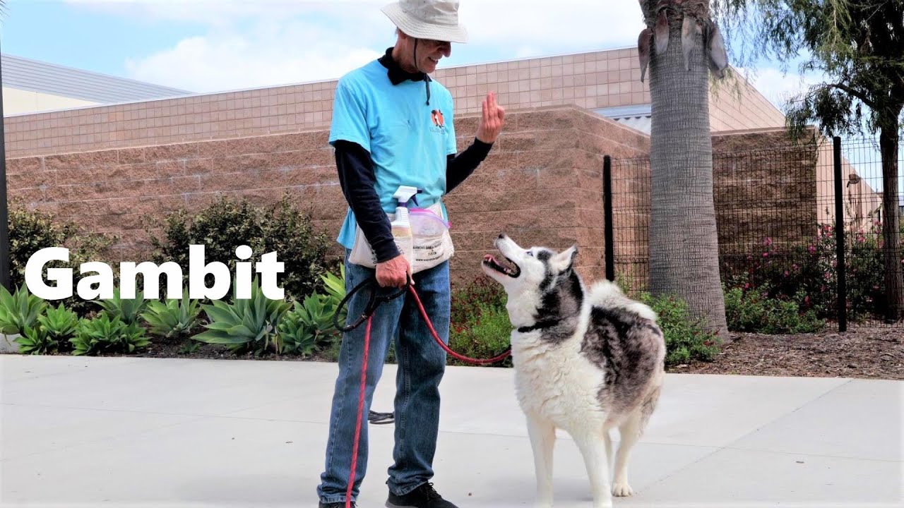 Gambit A1772849 @ OC Animal Care - YouTube