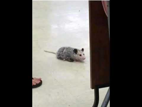 Rat screaming meme - YouTube