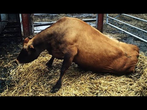 Enteritis disease cattle/A cow affected with the disease Enteritis ...