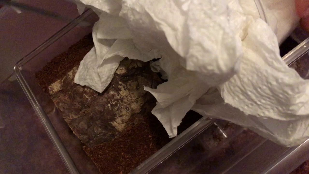 Unboxing My Most Expensive Tarantula! - YouTube