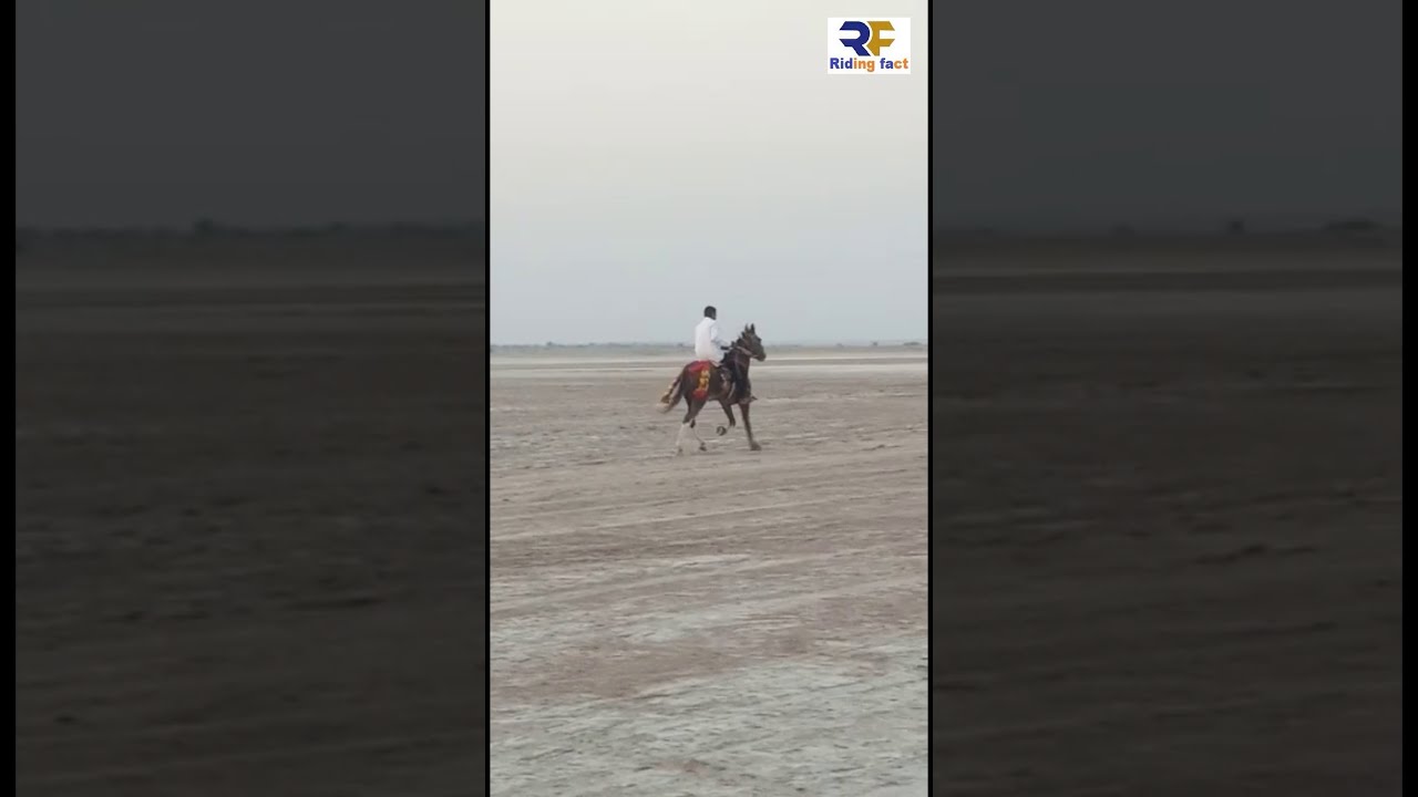 Fast horse riding at Run || Horse riding with dialogue || Horse riding ...