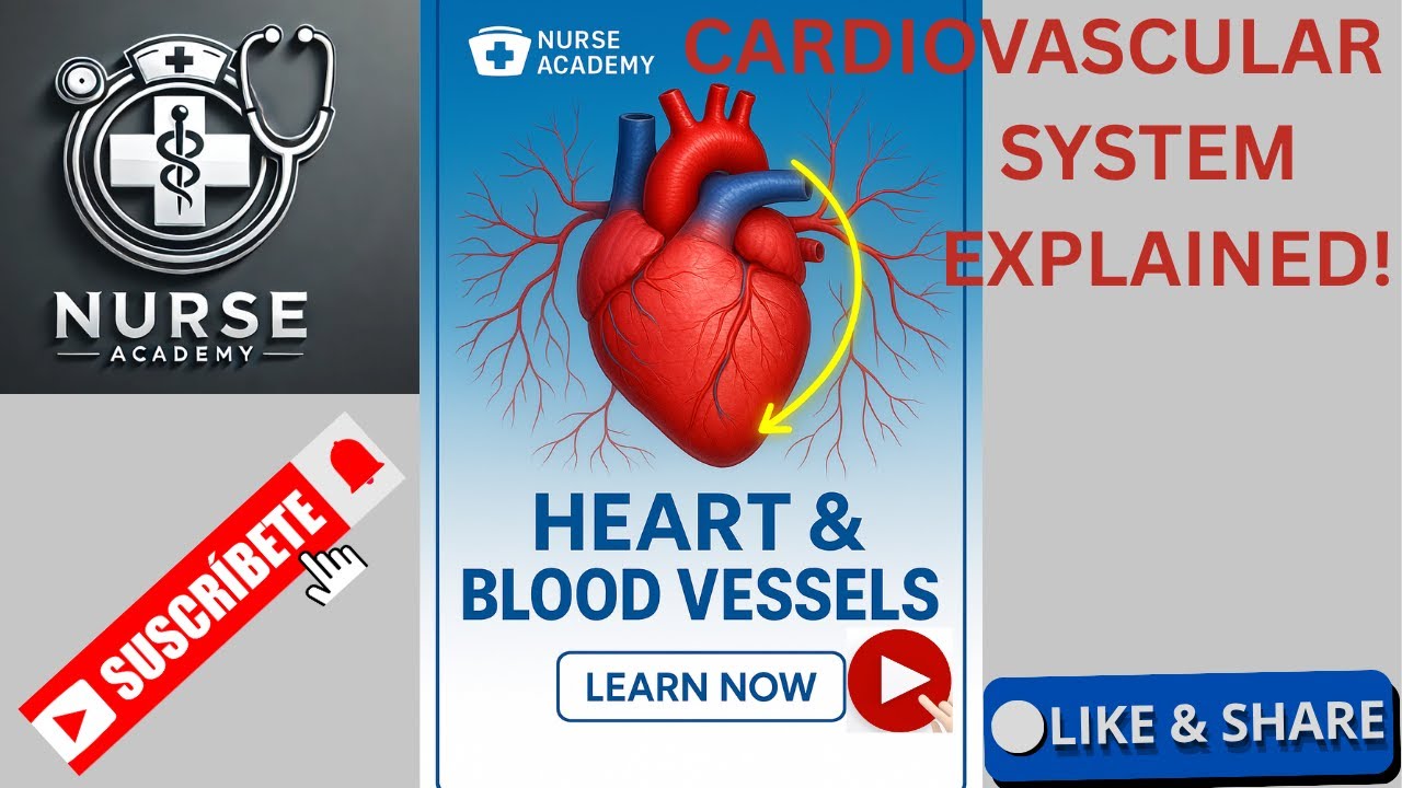 The Cardiovascular System Explained: Understanding the Heart & Blood ...