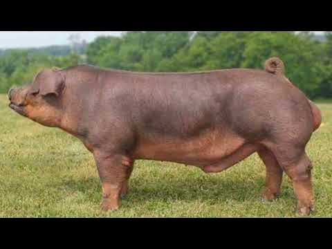 Jenis Babi DUROC ! Jenis babi pedaging terbesar di dunia - YouTube
