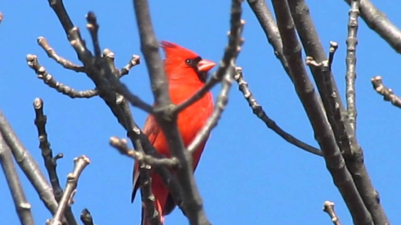 Cardinal chirps - YouTube