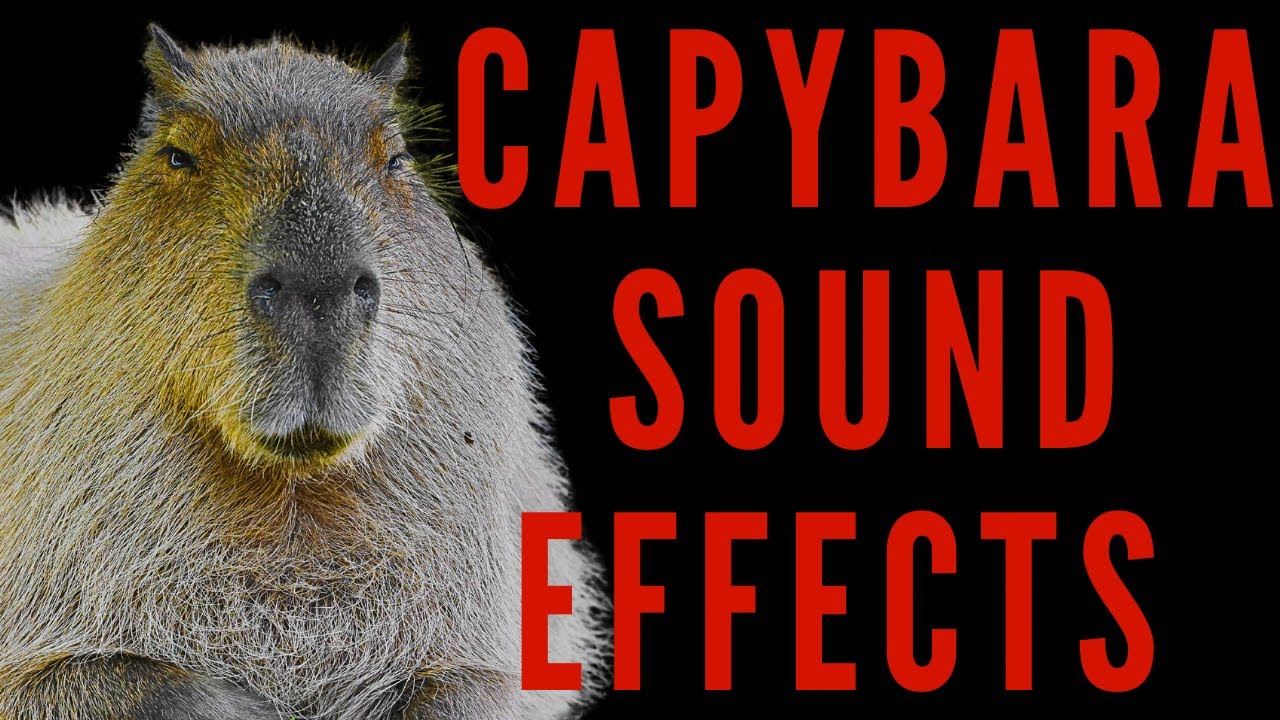 CAPYBARA SOUND EFFECTS - Capybara Song | maktub_ytv - YouTube