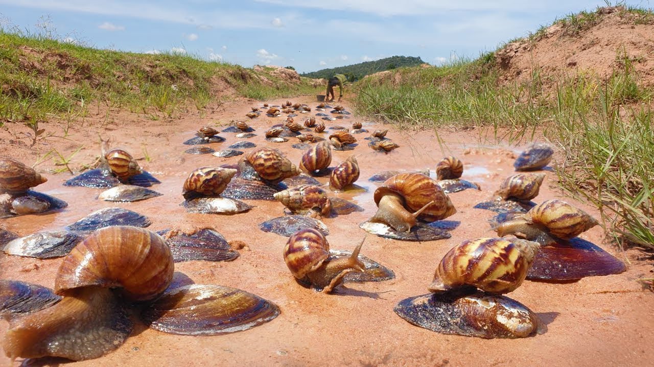 Wow wow unique! Today a fisherman finding & pick many clams & strange ...