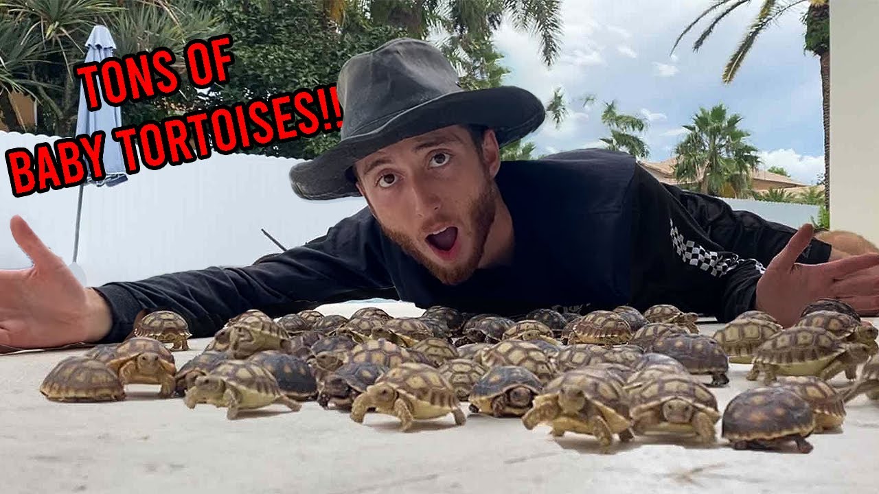 My Tortoises Have BABIES!!! Hatchlings Everywhere in Our Backyard - YouTube