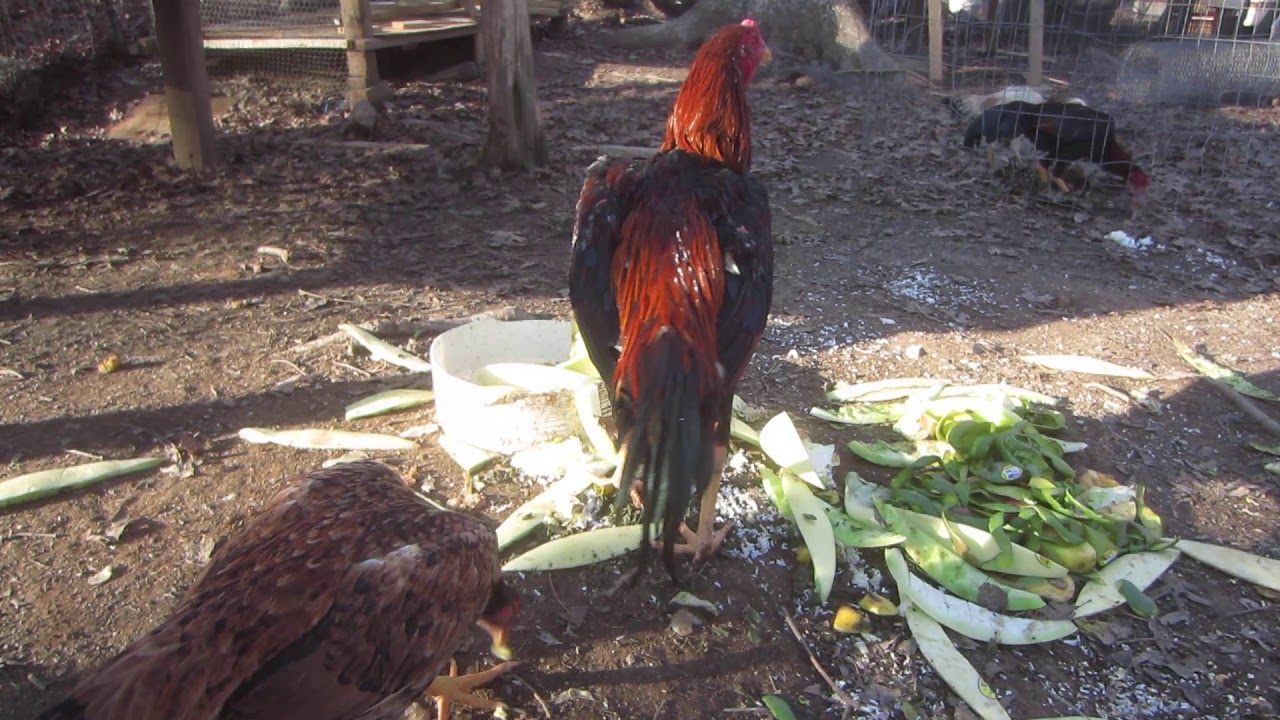 Beautiful Saigon Rooster - YouTube