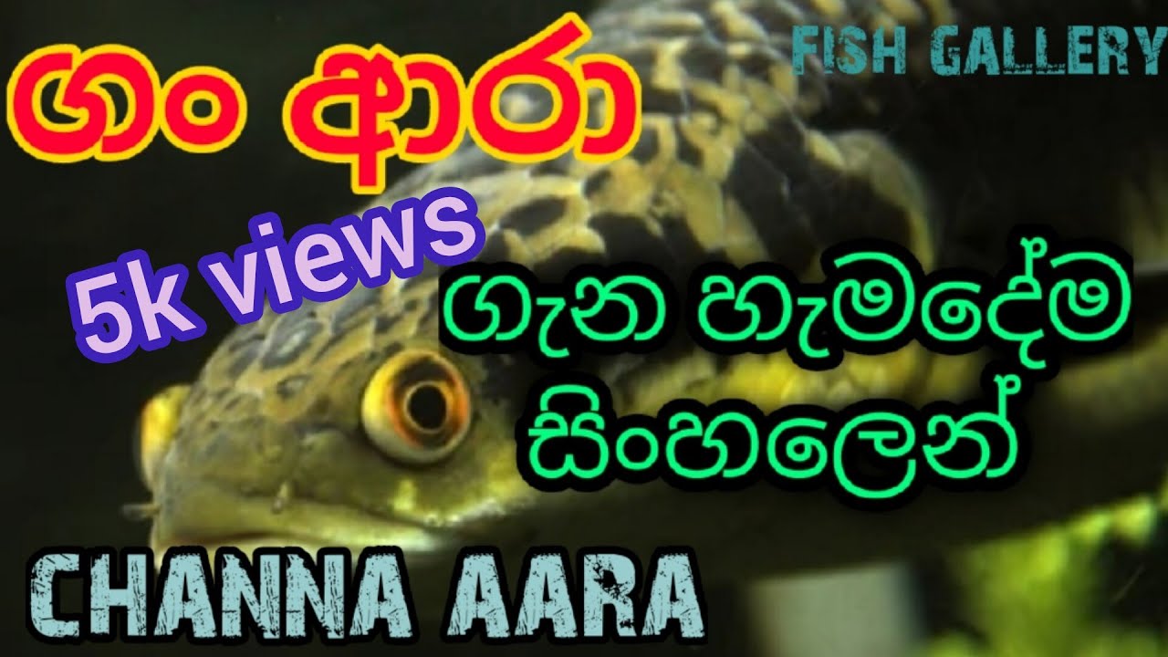 ගං ආරා හරියට හදන හැටි | channa aara care in sinhala #fishgallery#fish# ...
