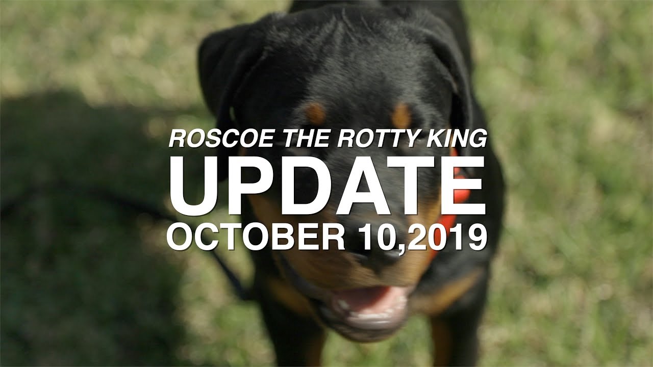 ROSCOE THE ROTTWEILER FOUR MONTH UPDATE - YouTube