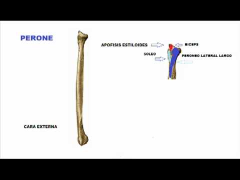 OSTEOLOGIA DE PERONE - YouTube