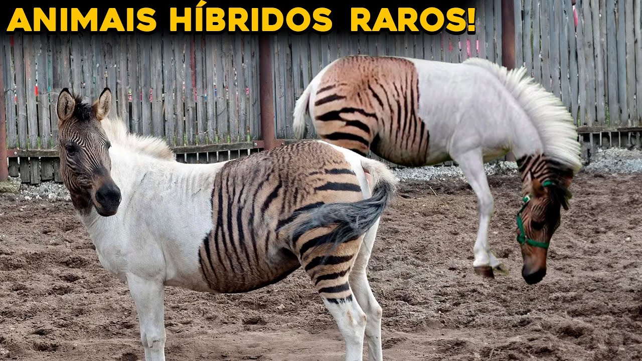 ANIMAIS HÍBRIDOS RAROS QUE VOCÊ NUNCA TINHA VISTO ANTES - YouTube