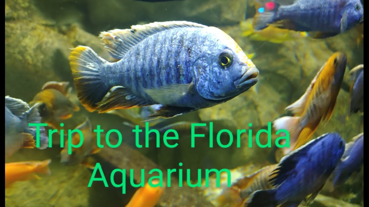 Come along for a trip inside the Florida Aquarium in Tampa Florida! # ...
