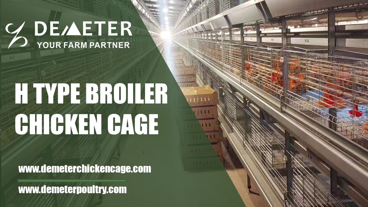 Poultry Farming Automated Broiler Colony Cage System - YouTube