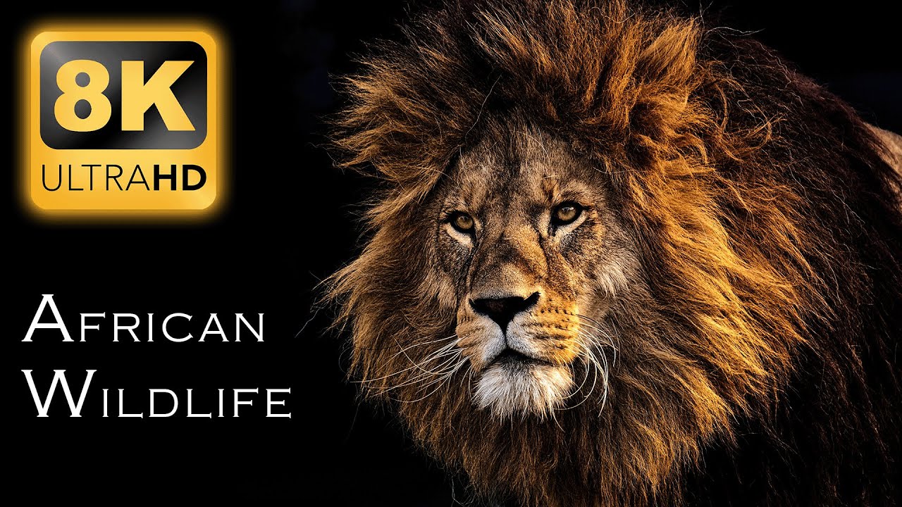 8K AFRICAN WILDLIFE - Wild Animals with Real Nature Sounds in 8K Ultra ...