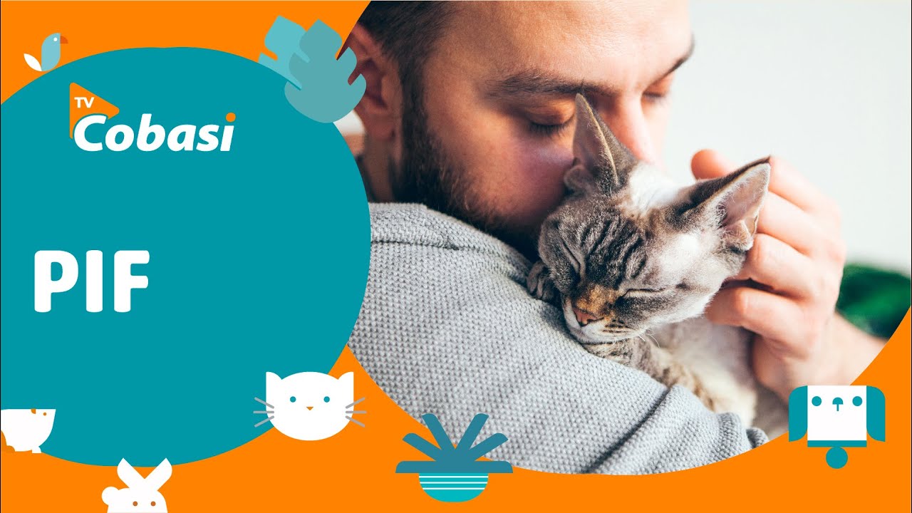 PIF: peritonite infecciosa felina - YouTube