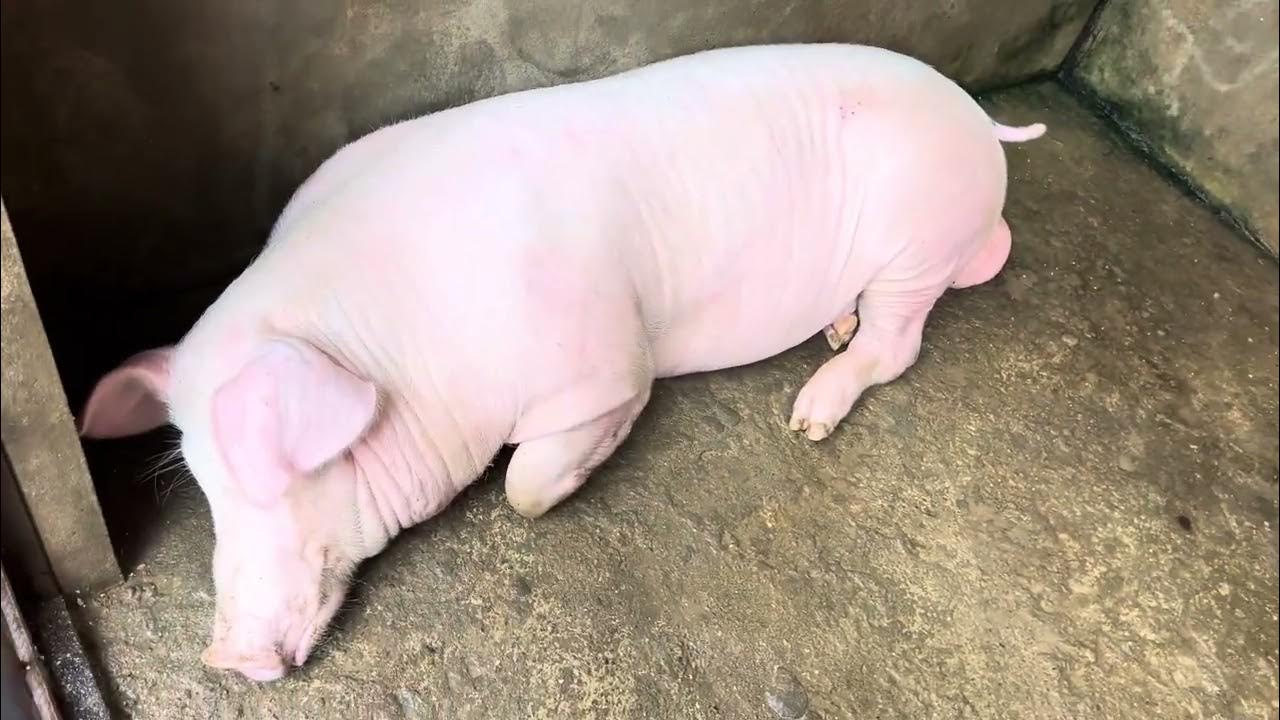 Babi Tumatak Sudah Masuk Umur 5 Minggu. Boleh Booking Sekarang - YouTube