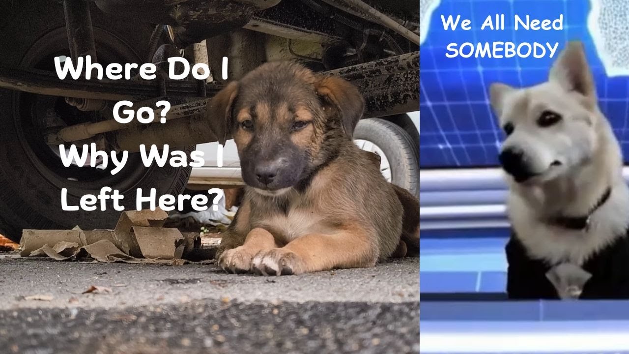 The Truth About Stray Dogs You Need to See! - YouTube