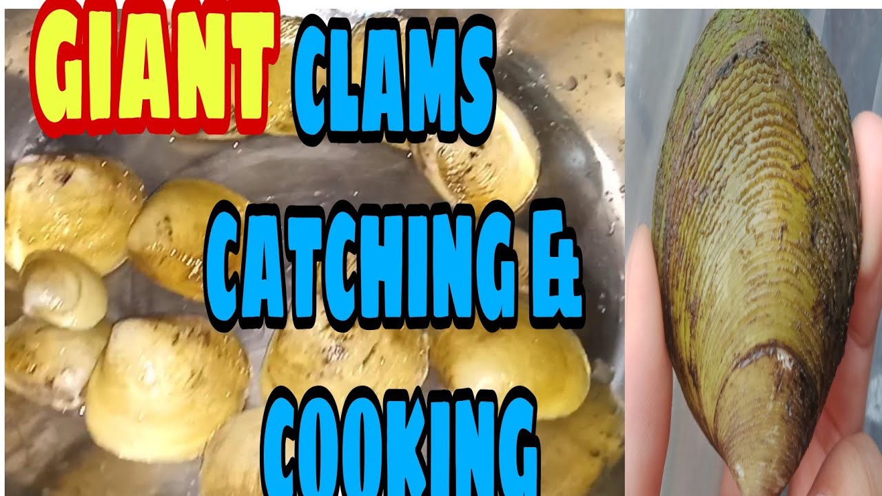 GIANT CLAMS CATCHING & COOKING. - YouTube