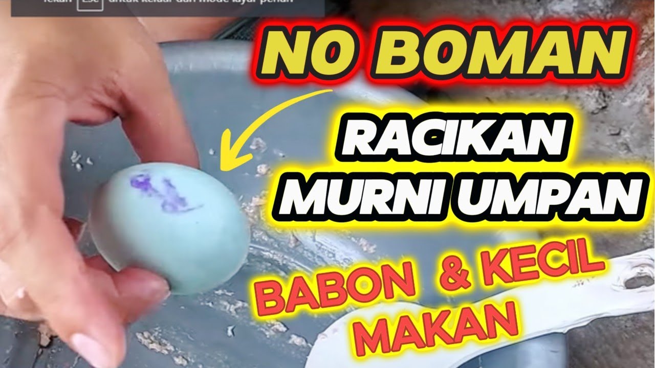 BAHAYA BANGET ‼️ RACIKAN UMPAN JITU IKAN MAS INI BIKIN IKAN TAKLUK ...